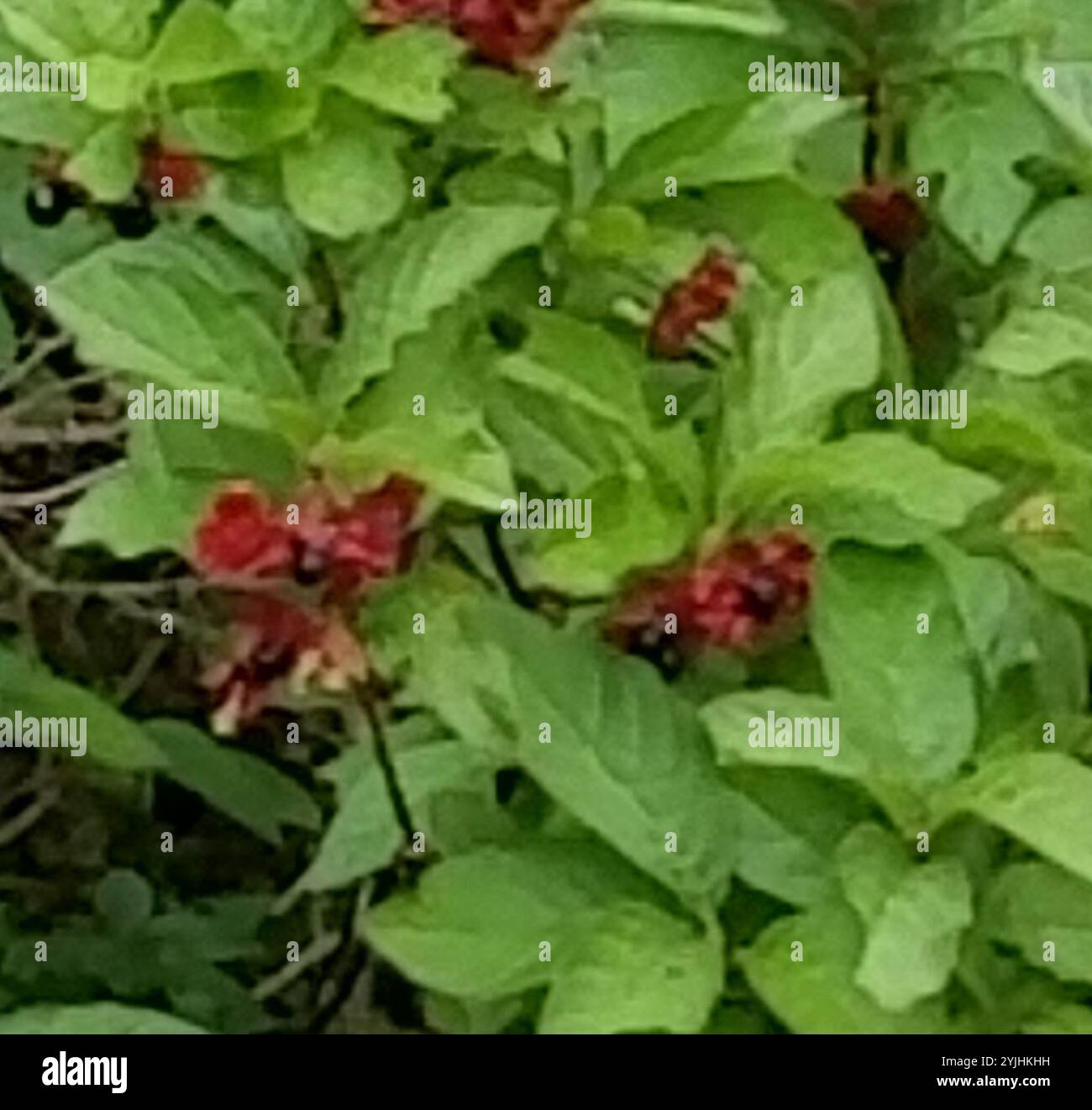 twinberry honeysuckle (Lonicera involucrata Stock Photo - Alamy