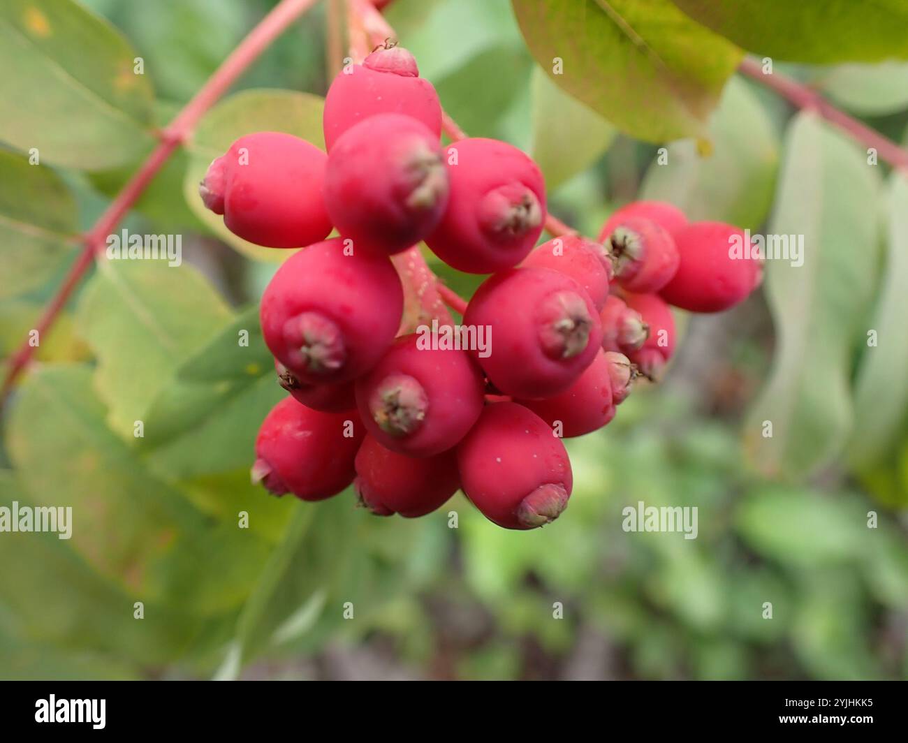 Sitka Mountain-Ash (Sorbus sitchensis Stock Photo - Alamy