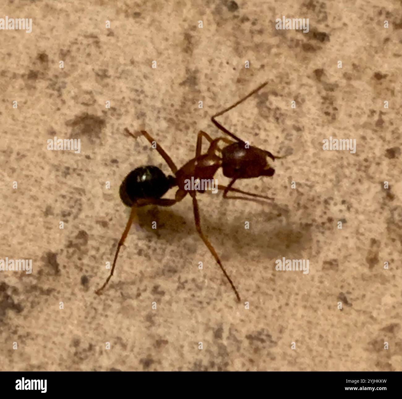Florida Carpenter Ant (Camponotus floridanus Stock Photo - Alamy