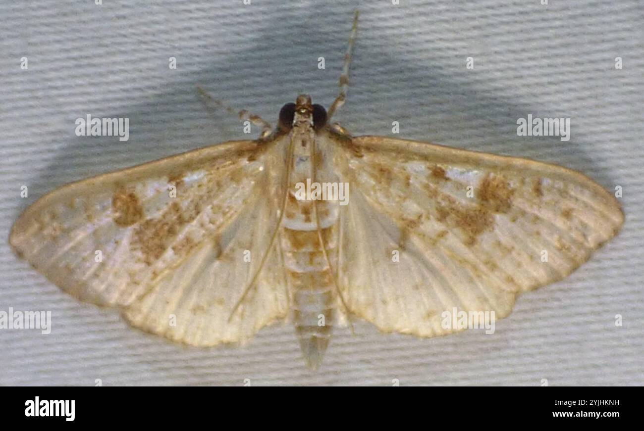 Freeman's Palpita Moth (Palpita freemanalis Stock Photo - Alamy