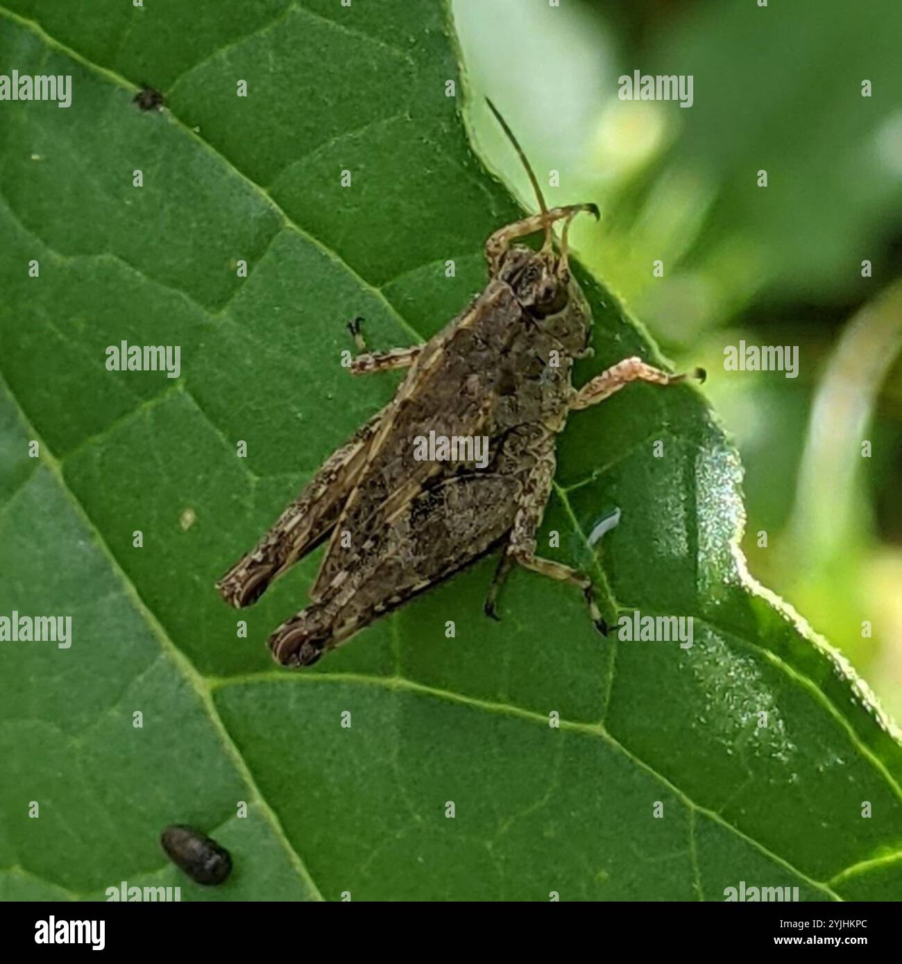 Black-sided Pygmy Grasshopper (Tettigidea lateralis Stock Photo - Alamy