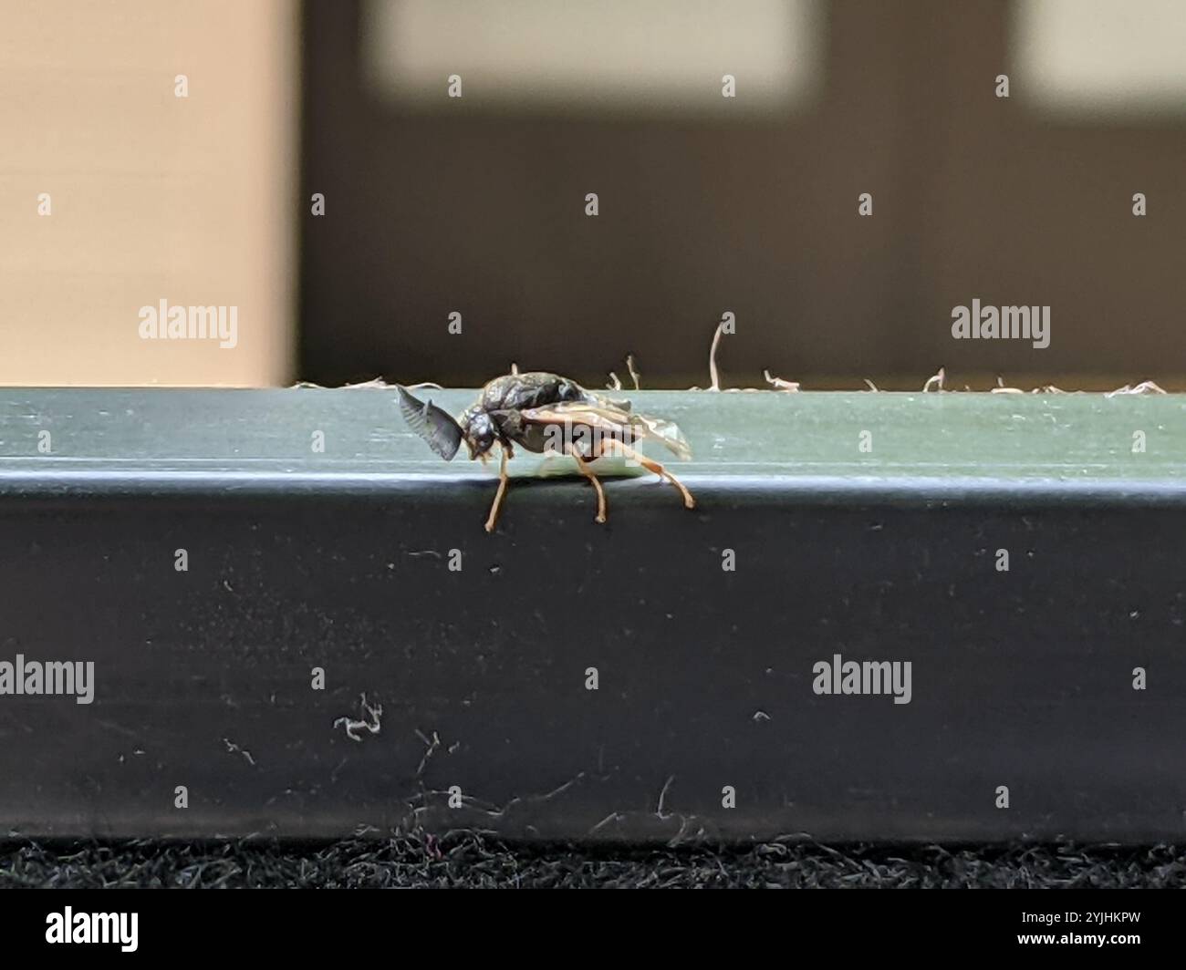 Conifer Sawflies (Diprionidae Stock Photo - Alamy