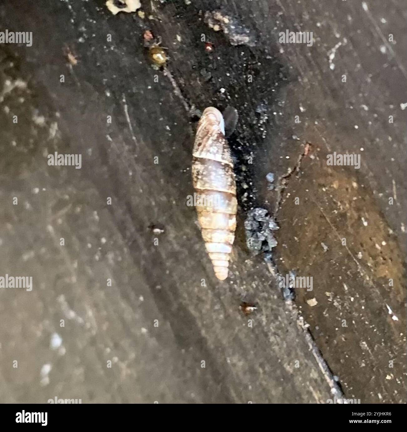 Plaited Door-snail (Cochlodina laminata Stock Photo - Alamy