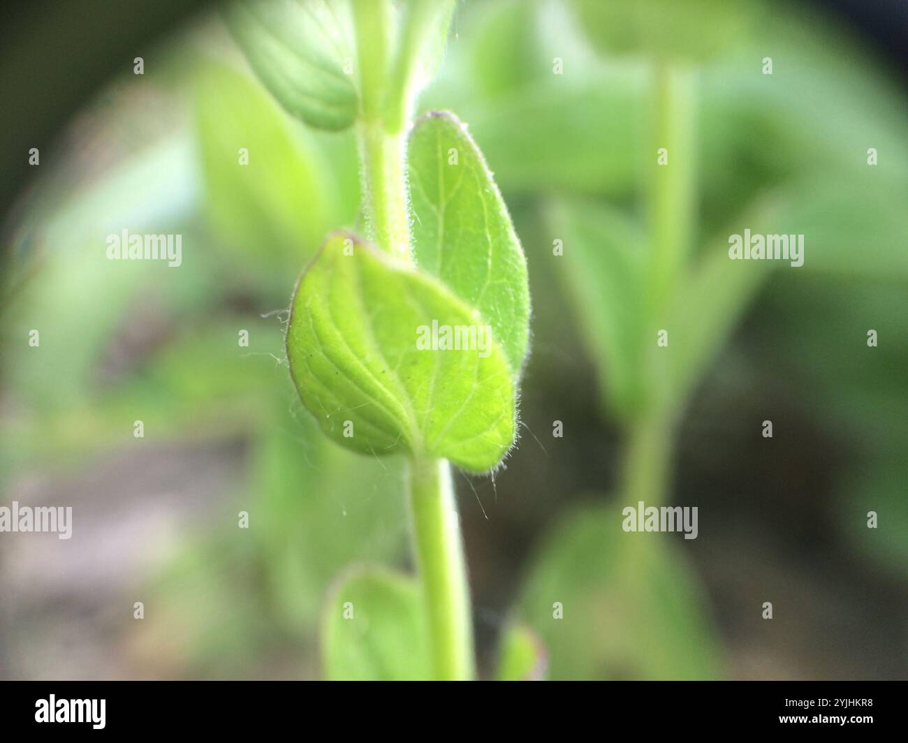 Scutellaria parvula hi-res stock photography and images - Alamy