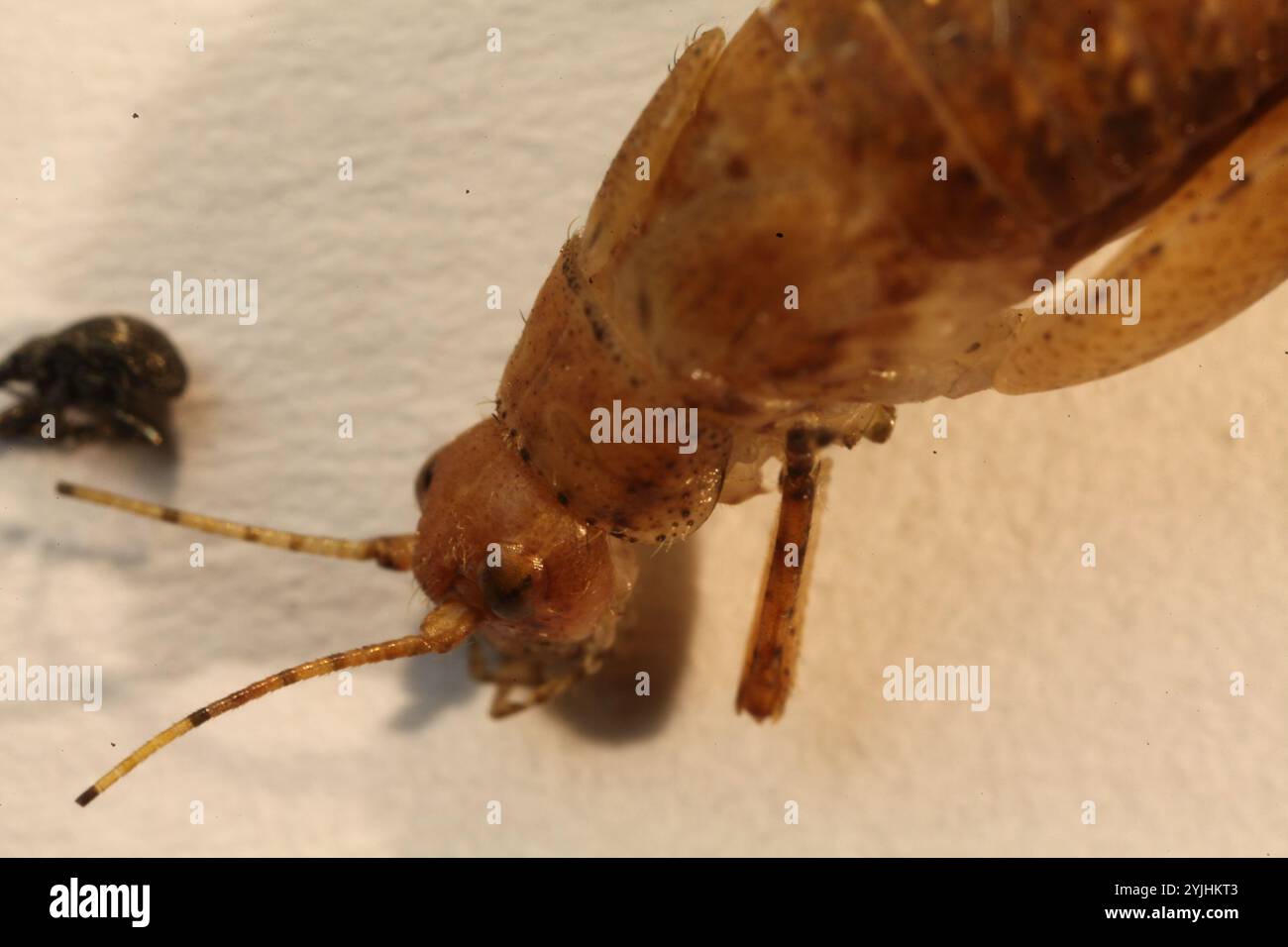 Hapithus hi-res stock photography and images - Alamy