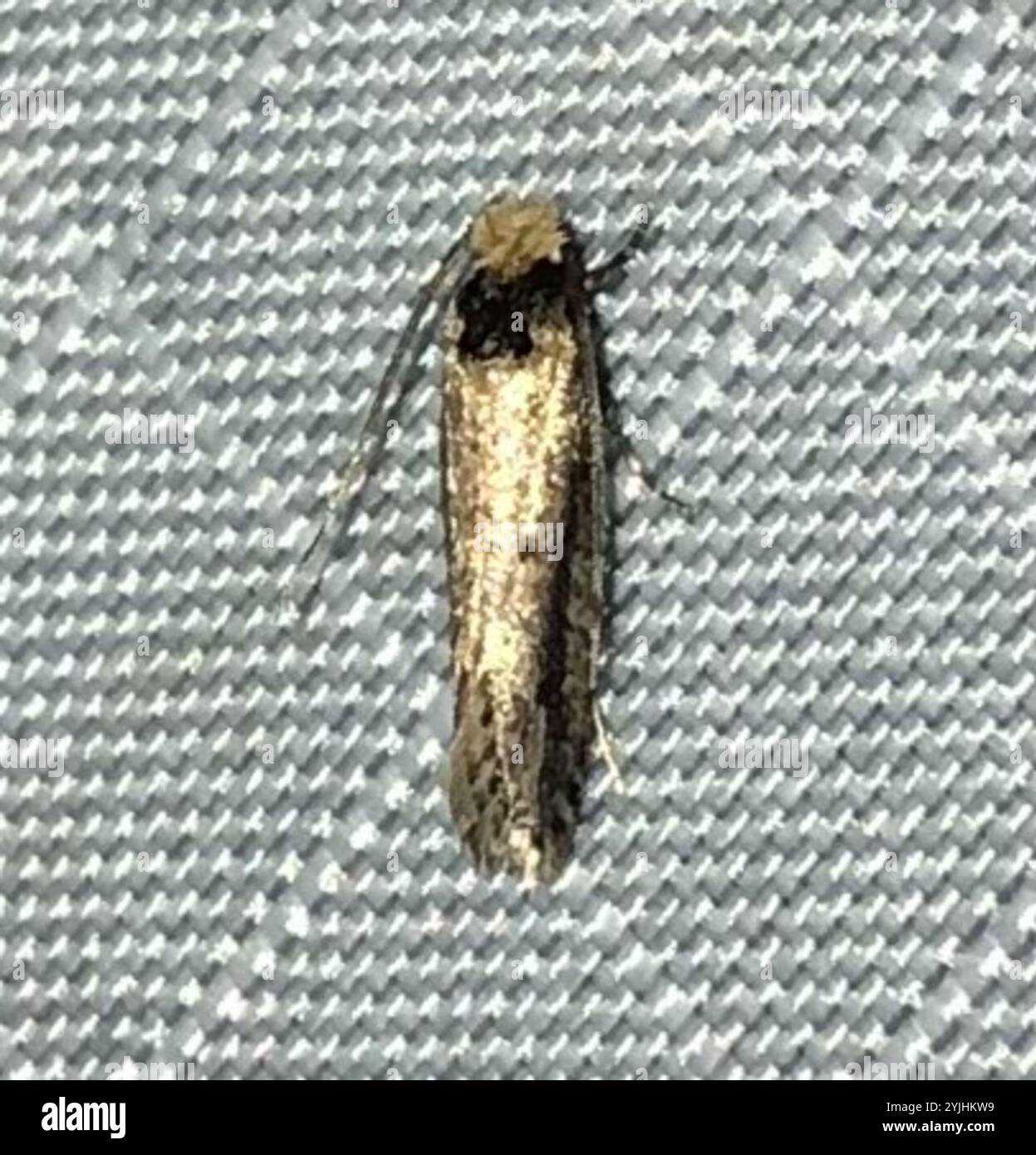 Dark-collared Tinea Moth (Tinea apicimaculella Stock Photo - Alamy