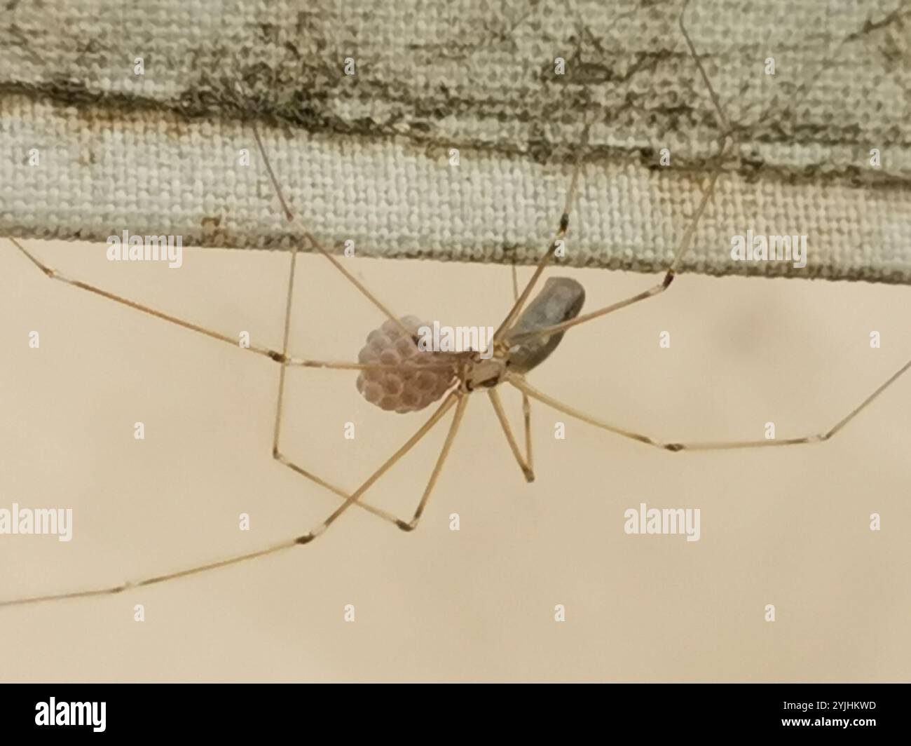 Long-bodied Cellar Spider (Pholcus phalangioides Stock Photo - Alamy