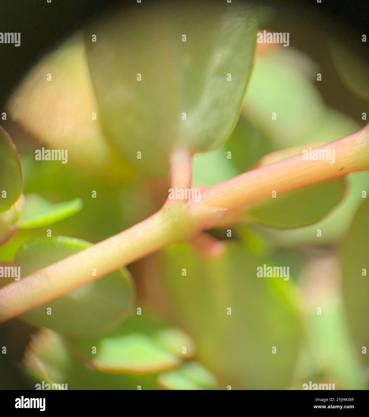 limestone sandmat (Euphorbia blodgettii Stock Photo - Alamy