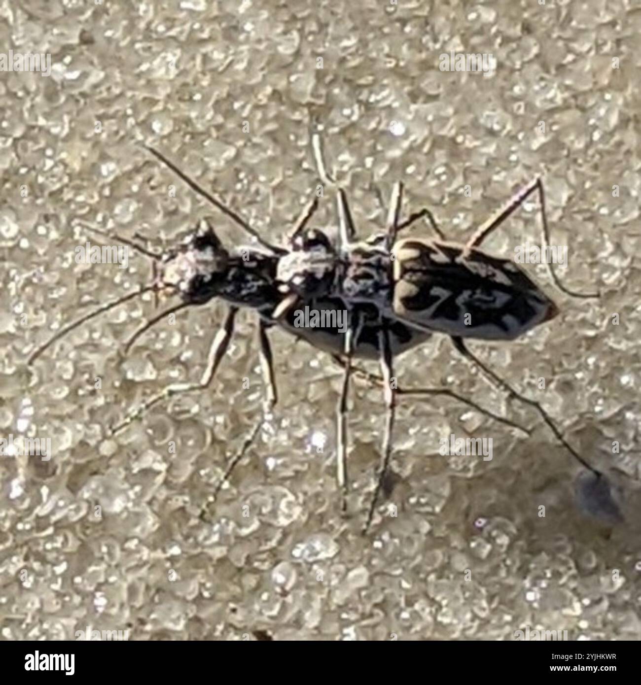 Coastal Tiger Beetle (Ellipsoptera hamata Stock Photo - Alamy
