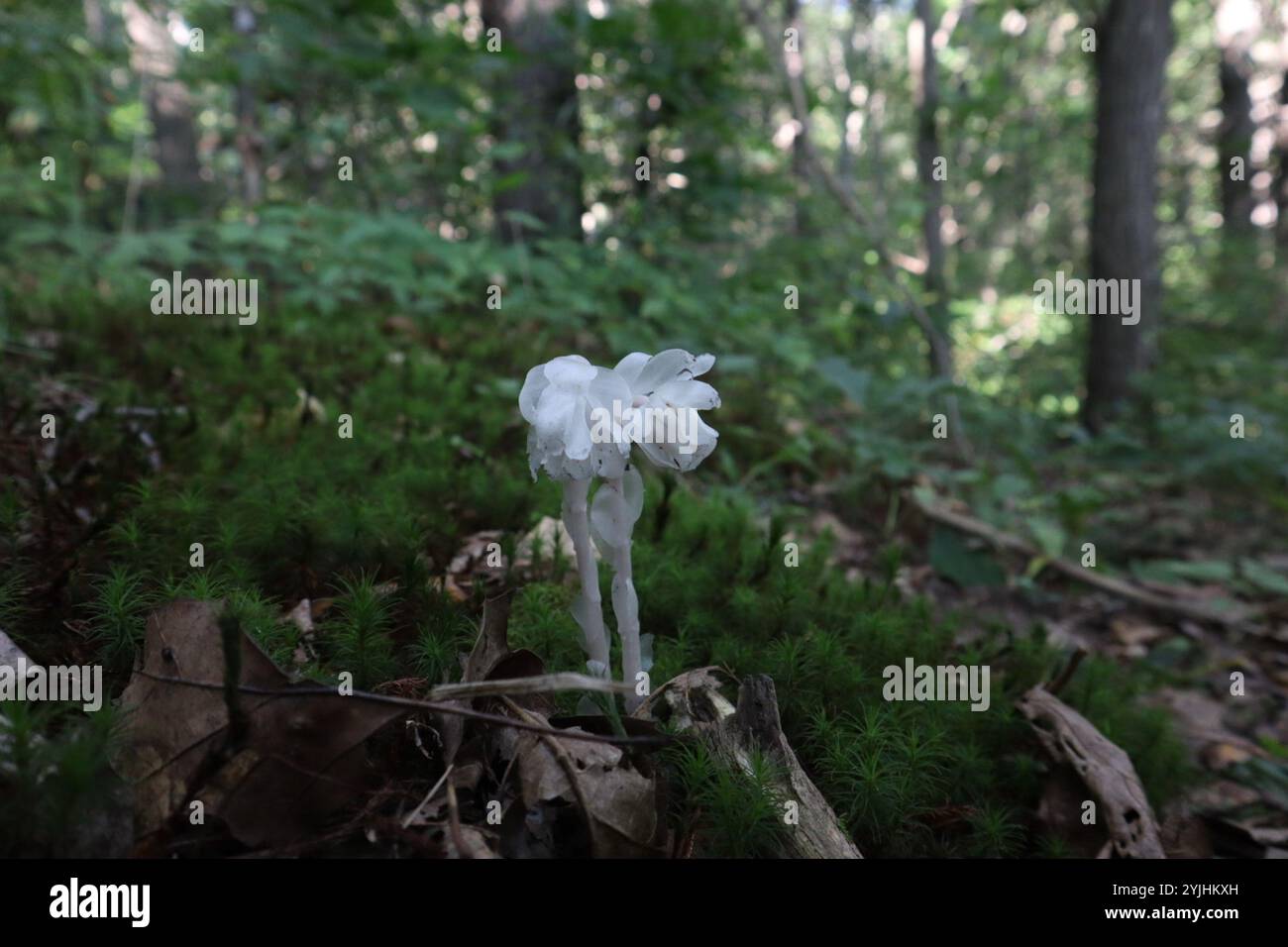 Ghost Pipe (Monotropa uniflora Stock Photo - Alamy