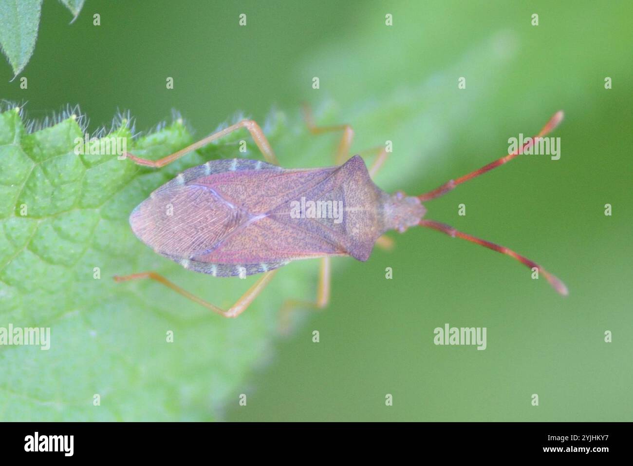 Box Bug (Gonocerus acuteangulatus Stock Photo - Alamy