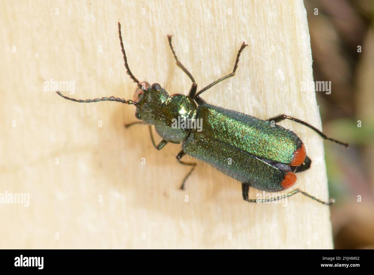 Common Malachite-beetle (Malachius bipustulatus Stock Photo - Alamy