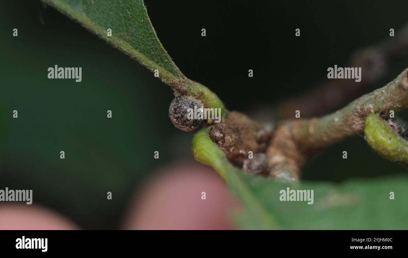 post oak scale (Nanokermes pubescens Stock Photo - Alamy