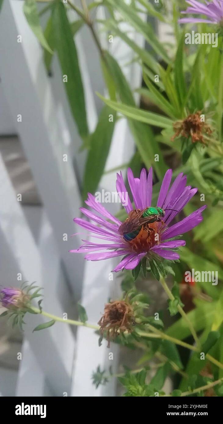 Brown-winged Striped Sweat Bee (Agapostemon splendens Stock Photo - Alamy