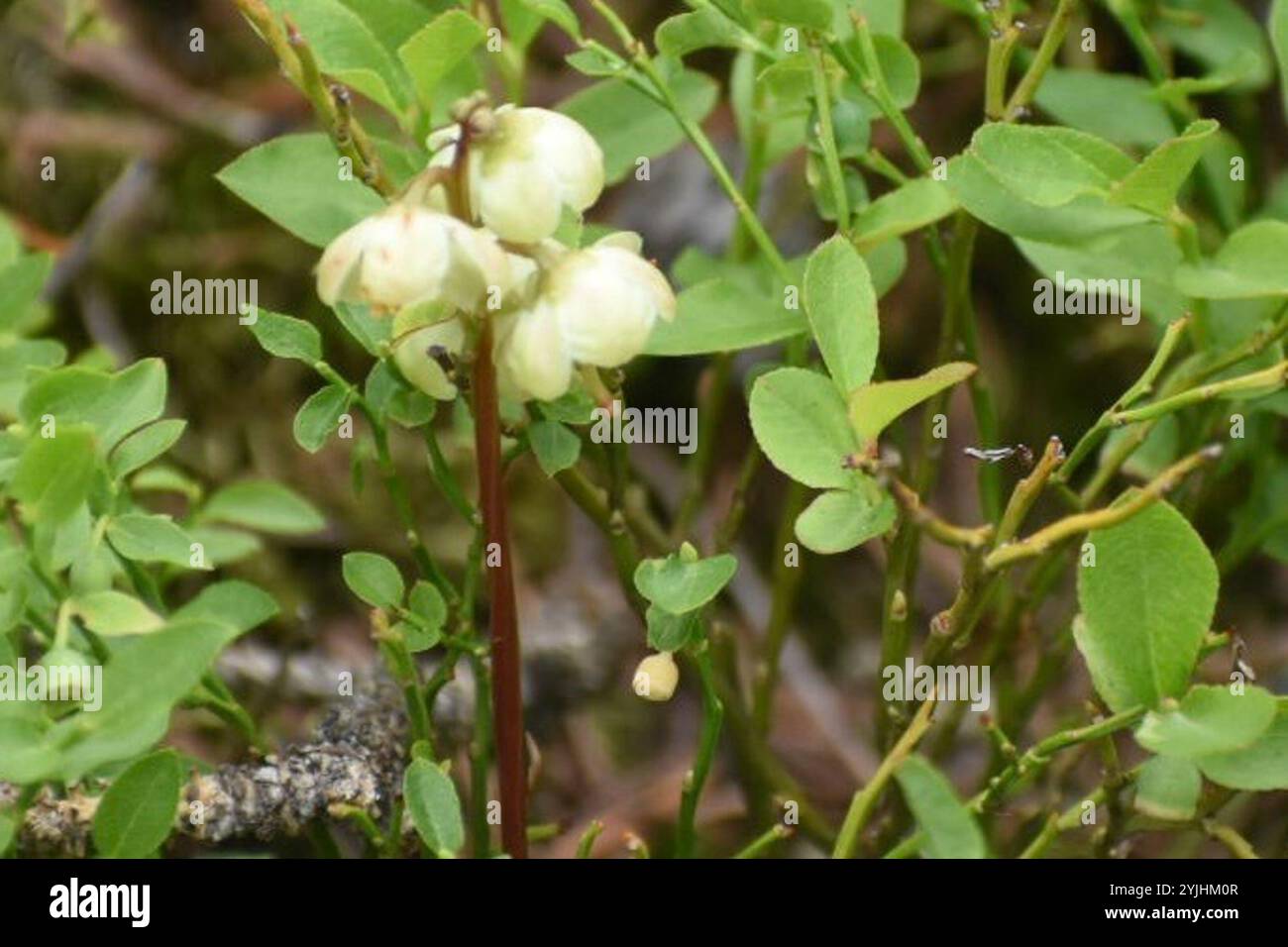 green-flowered wintergreen (Pyrola chlorantha Stock Photo - Alamy