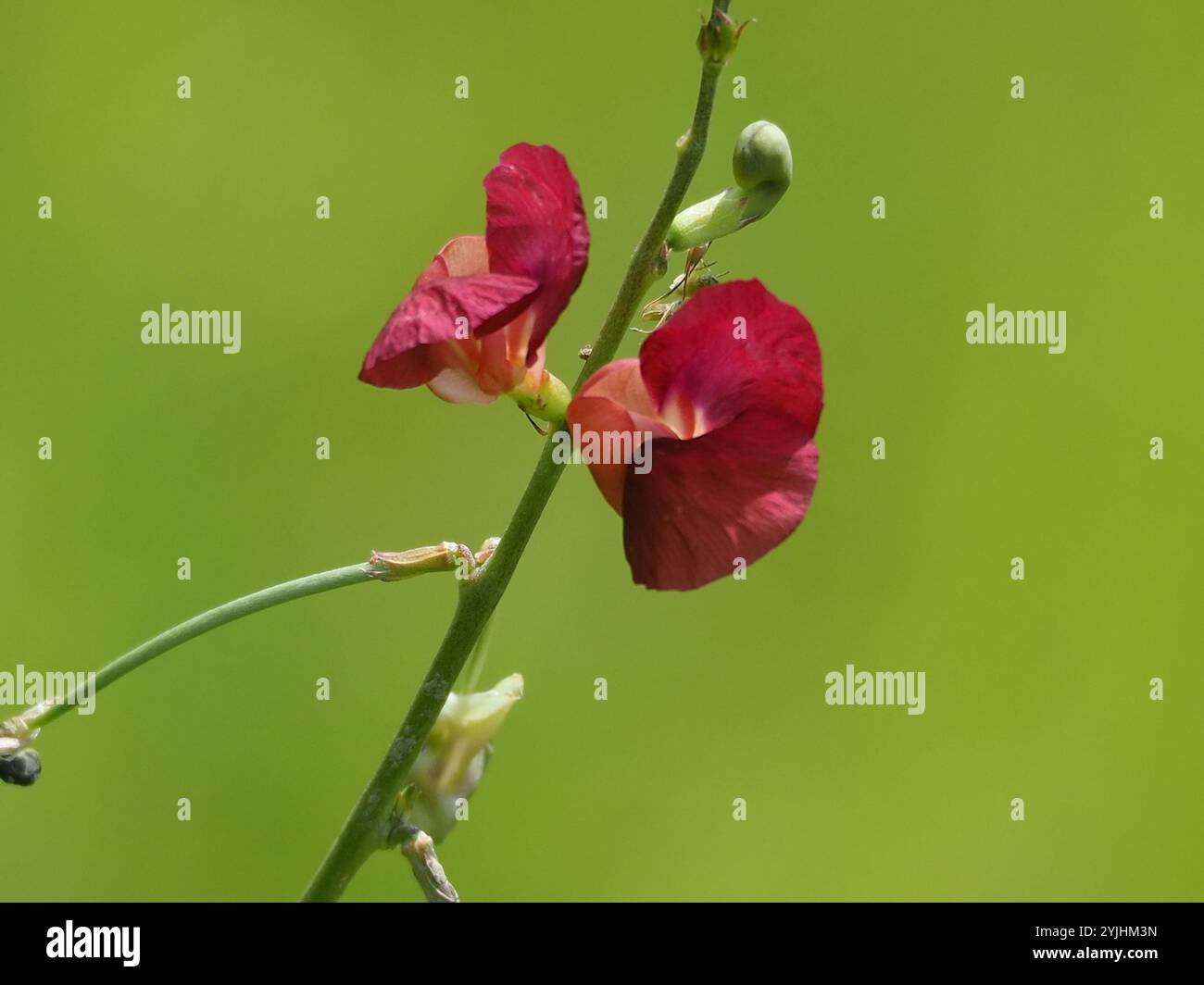 Phasey Bean (Macroptilium lathyroides Stock Photo - Alamy