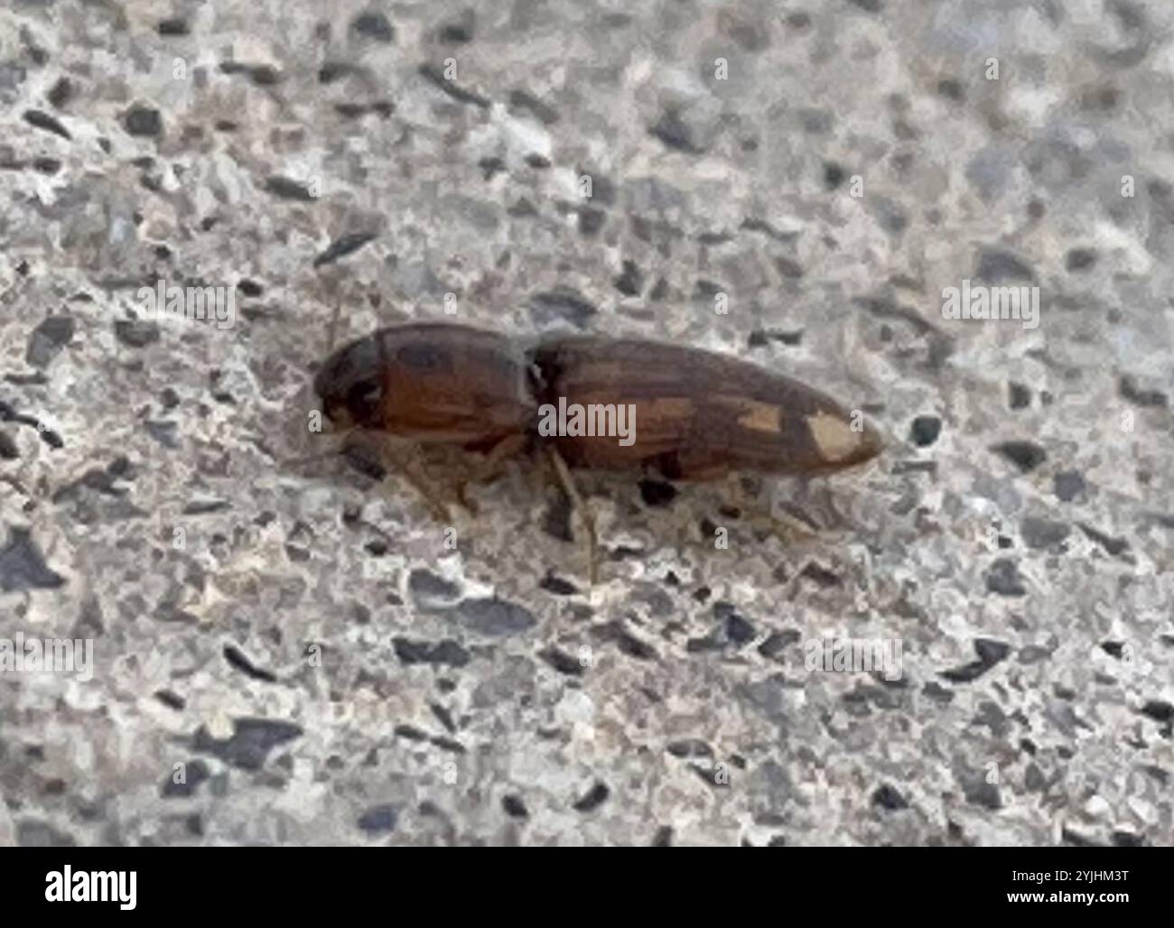 Monocrepidius hi-res stock photography and images - Alamy