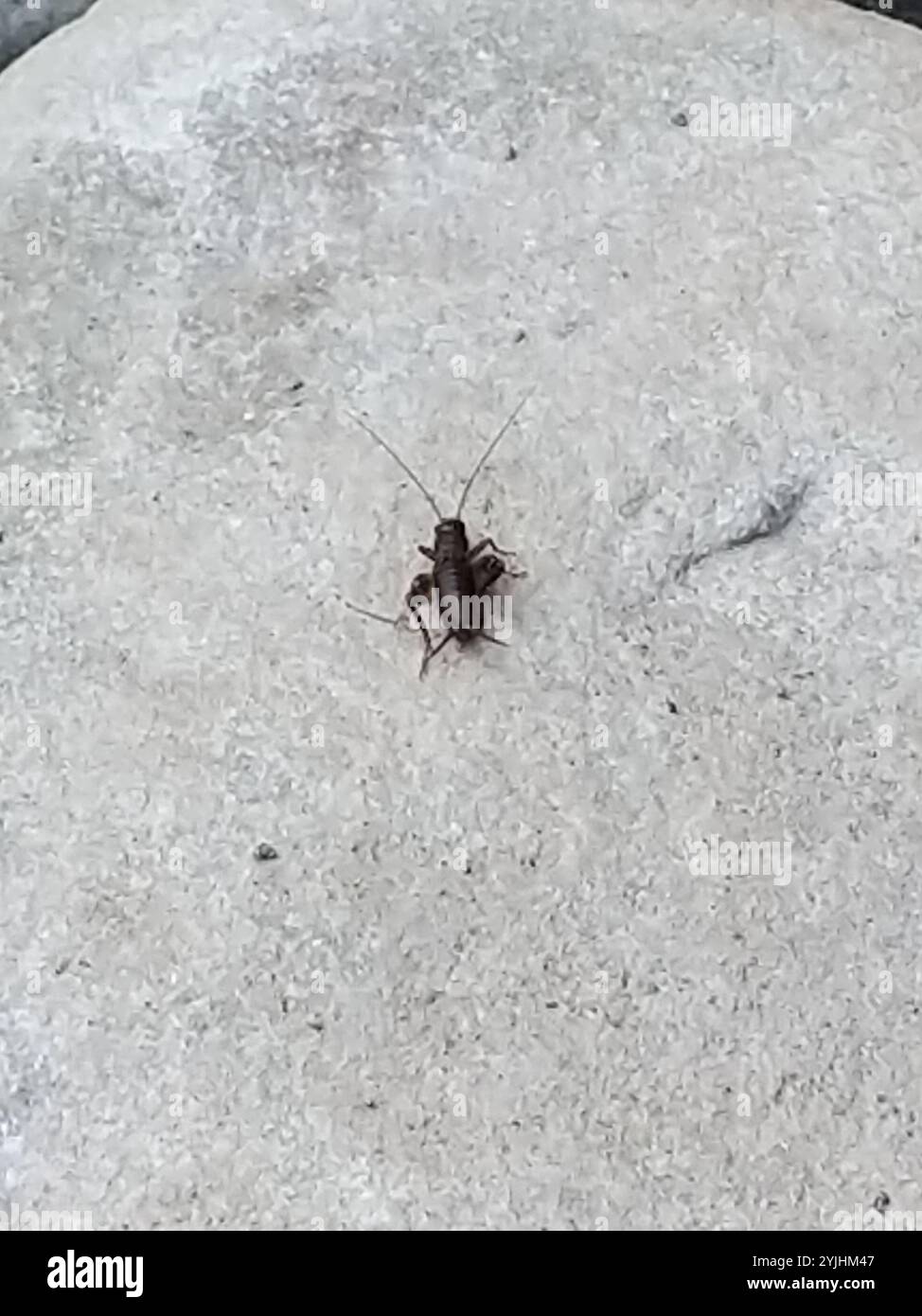 True Crickets and Allies (Grylloidea Stock Photo - Alamy