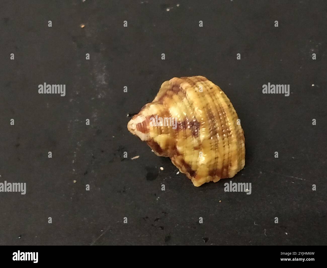 Silver mouth turban hi-res stock photography and images - Alamy