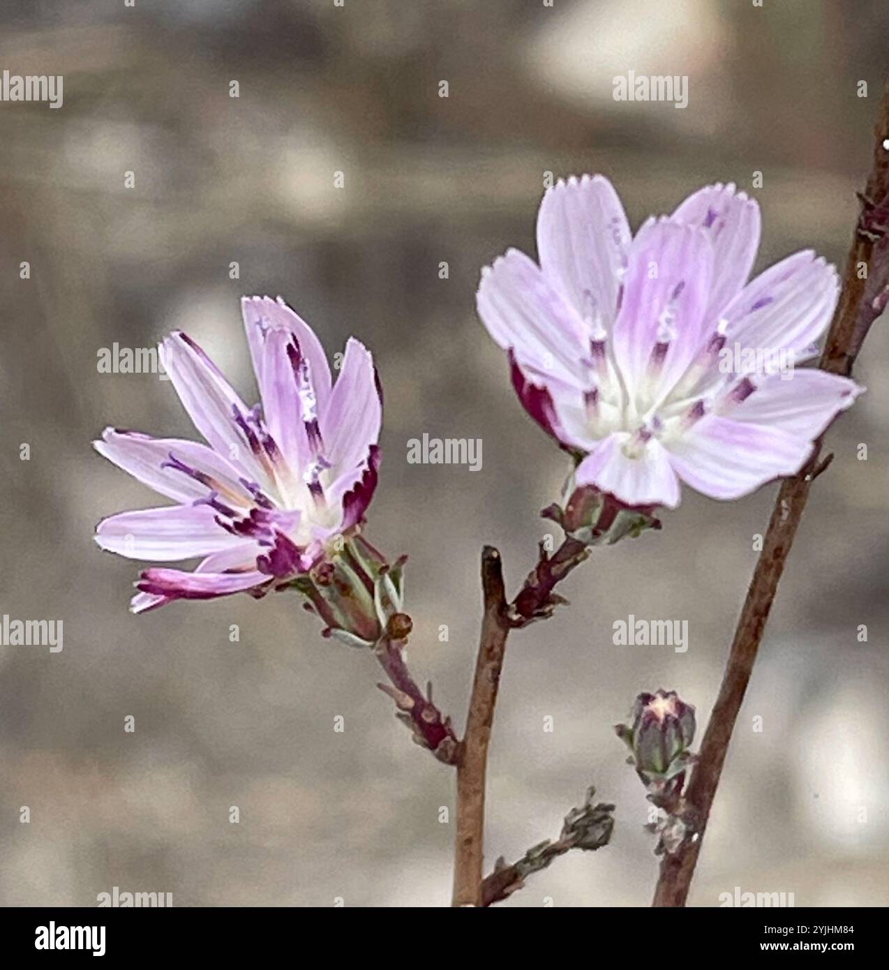Santa Barbara Wirelettuce (Stephanomeria elata Stock Photo - Alamy
