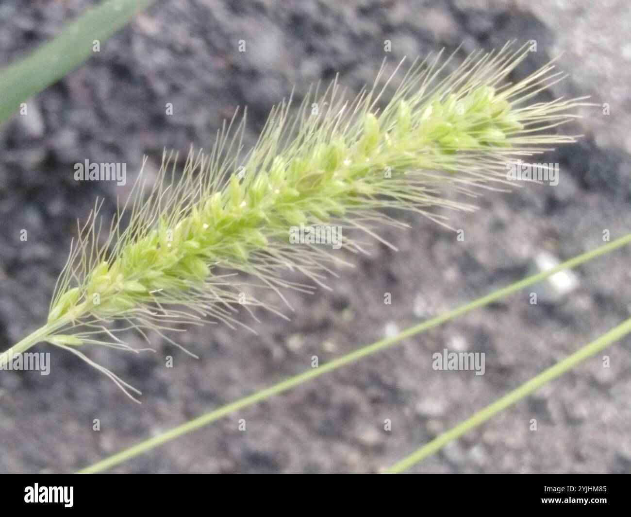 Green Bristle Grass (Setaria viridis Stock Photo - Alamy