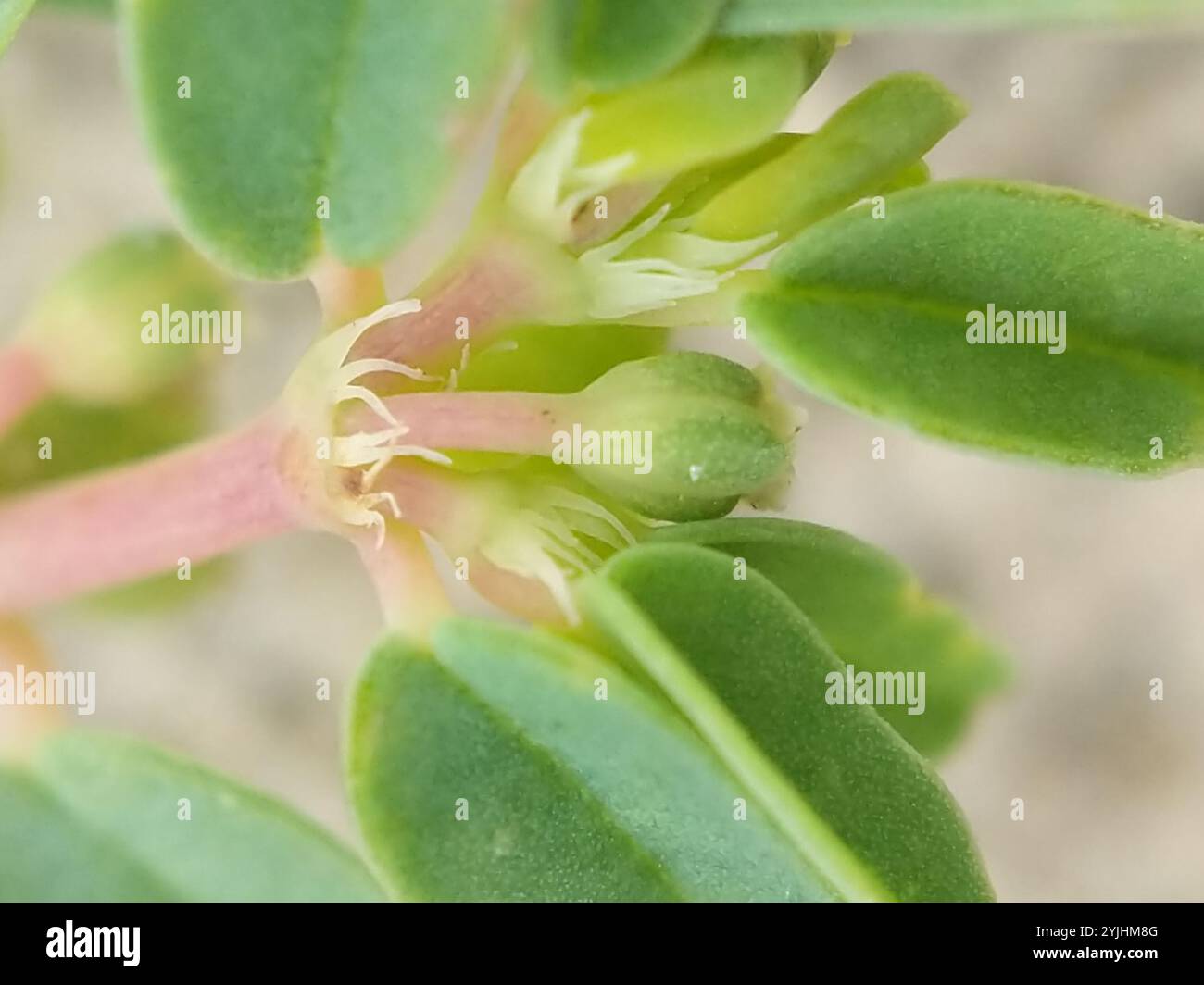Southern Seaside Spurge (Euphorbia bombensis Stock Photo - Alamy