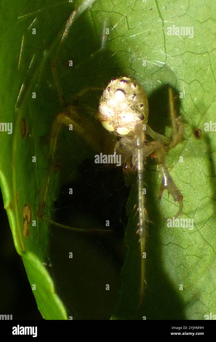 Arrowhead Orbweaver (Verrucosa arenata Stock Photo - Alamy