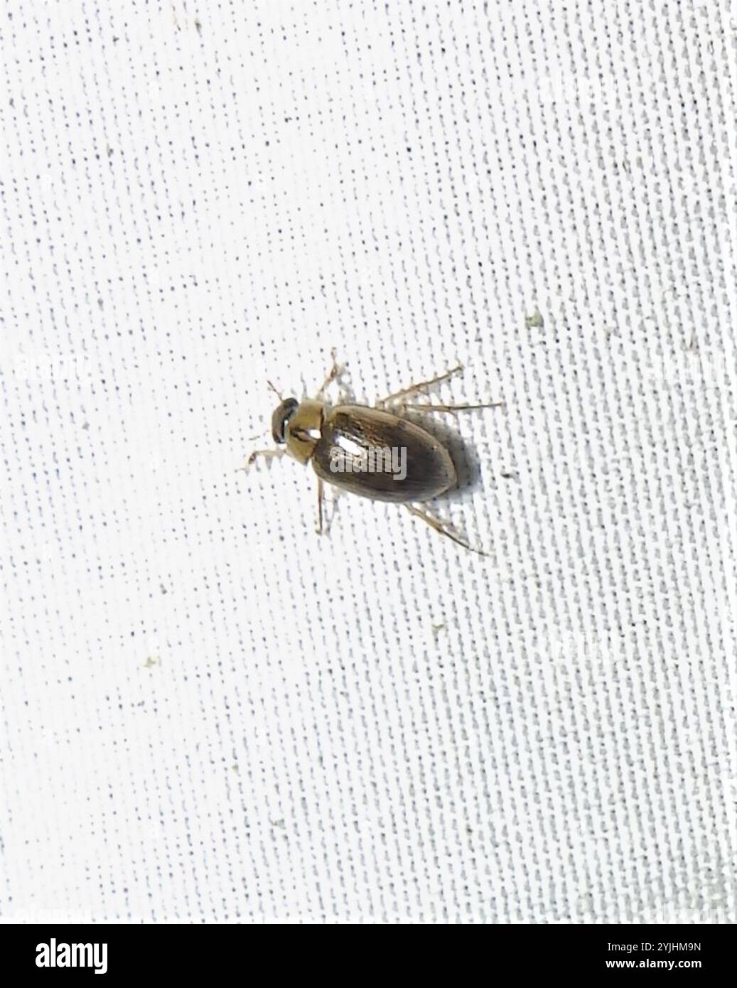 Berosus hi-res stock photography and images - Alamy