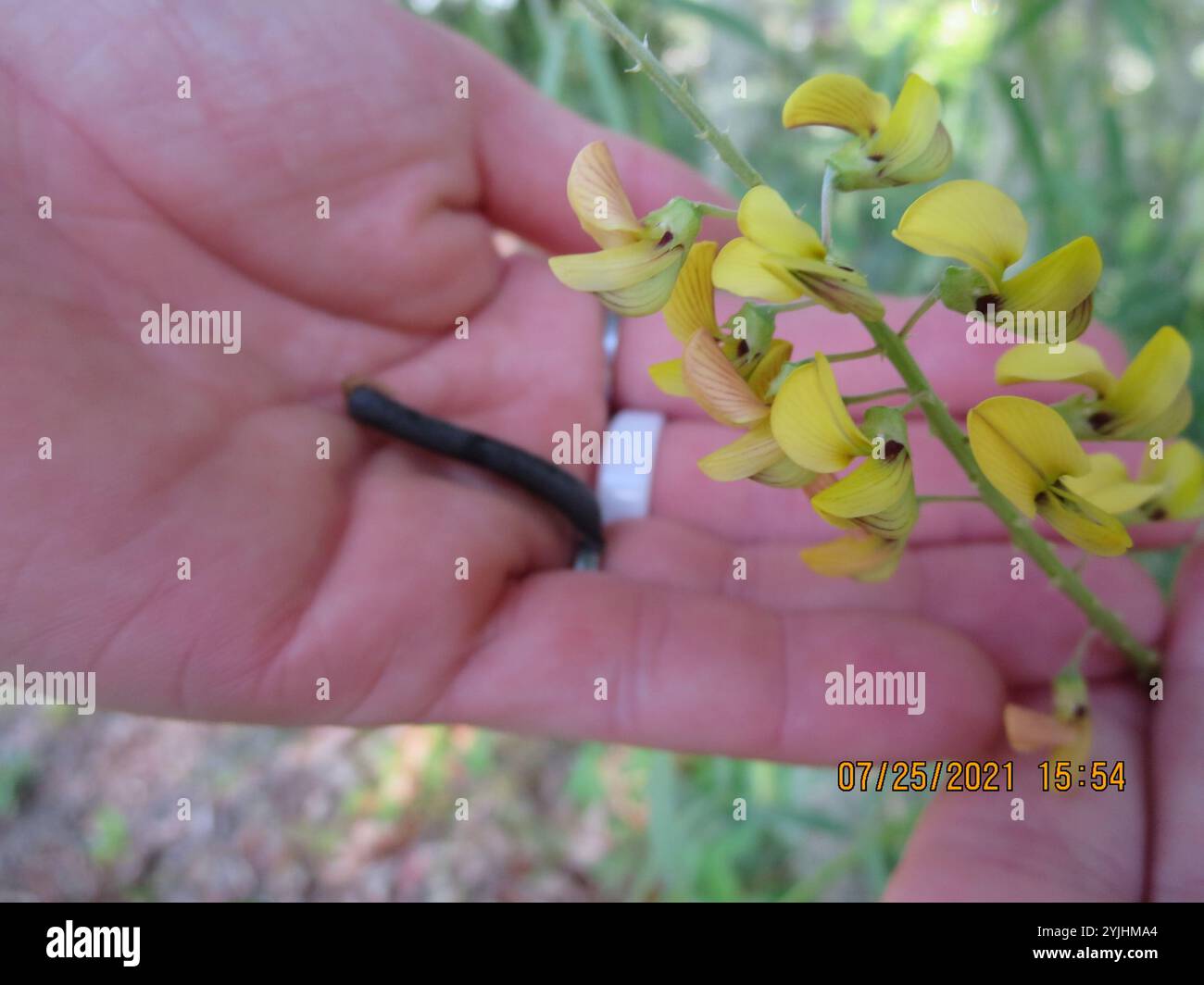 lanceleaf rattlebox (Crotalaria lanceolata Stock Photo - Alamy