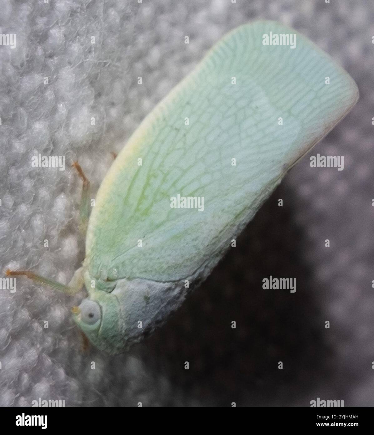 Northern Flatid Planthopper (Flatormenis proxima Stock Photo - Alamy