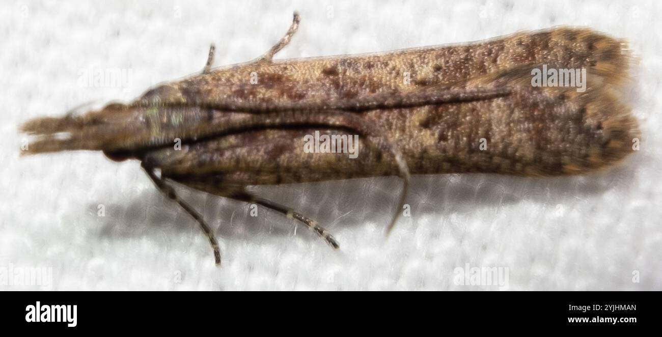 Palmerworm hi-res stock photography and images - Alamy