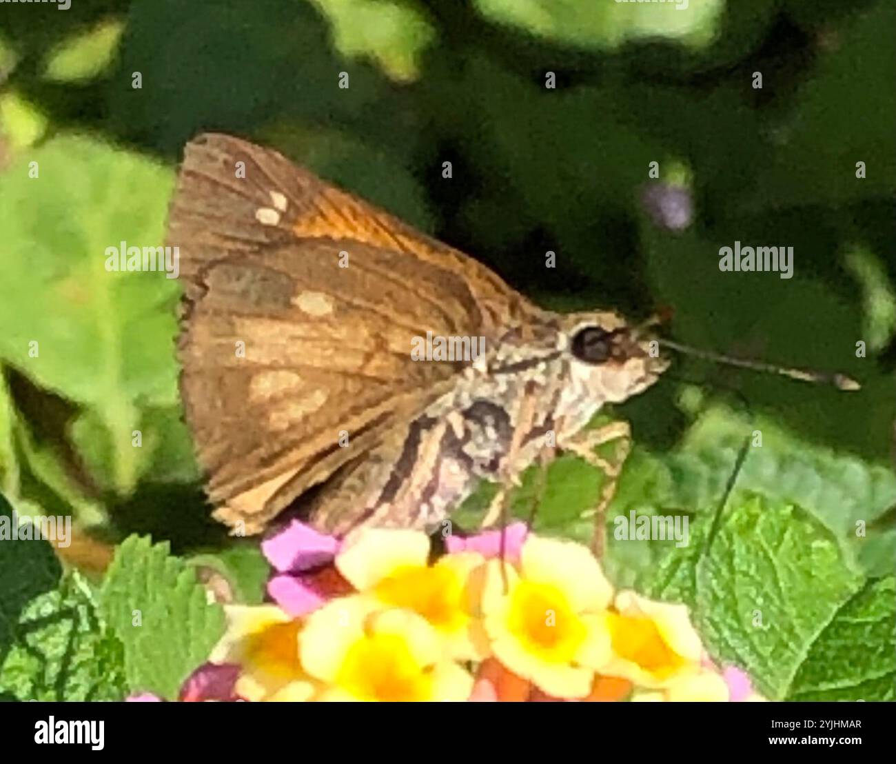 Broad-winged Skipper (Poanes viator Stock Photo - Alamy