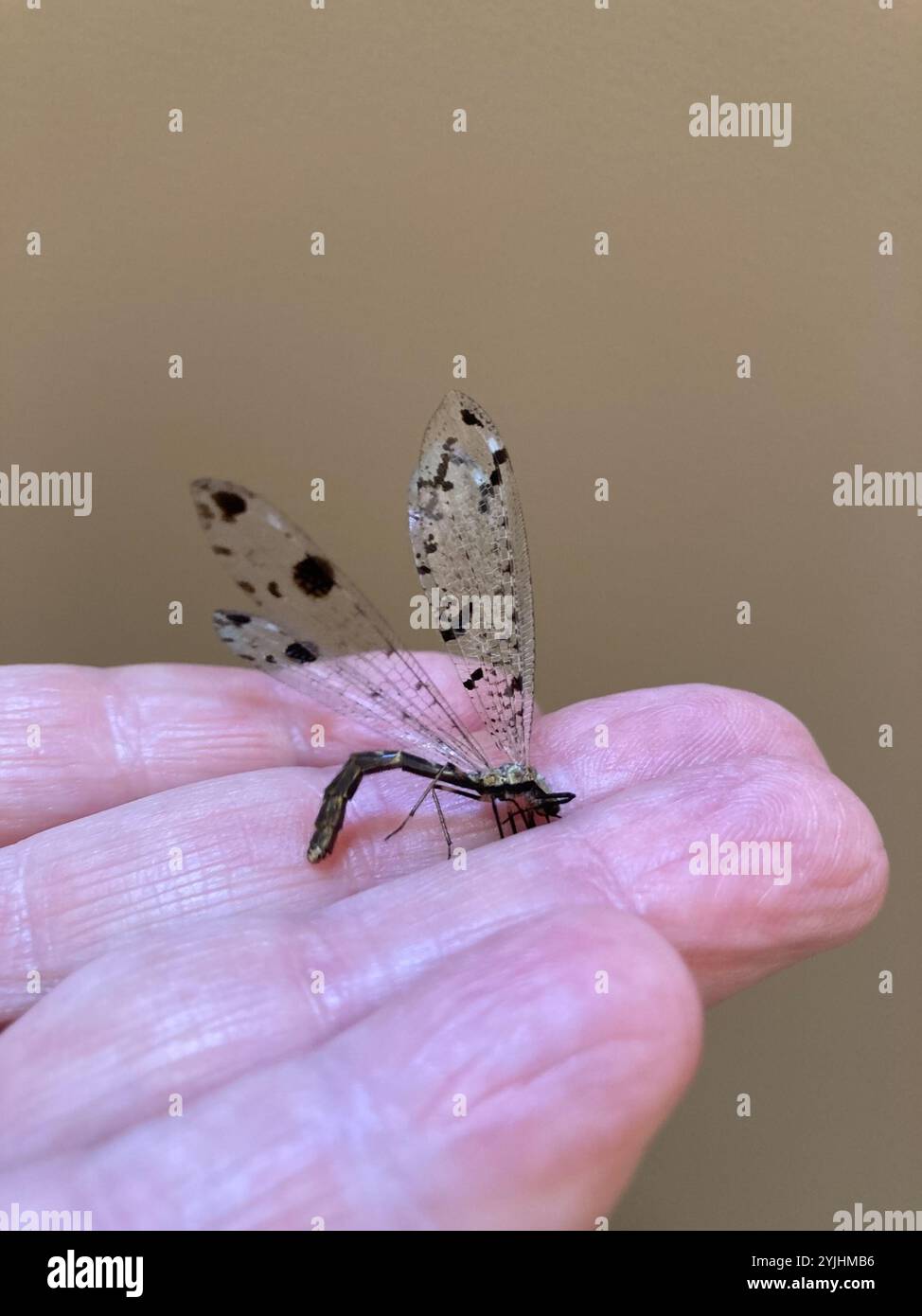 Eastern Spotted-winged Antlion (Dendroleon obsoletus Stock Photo - Alamy