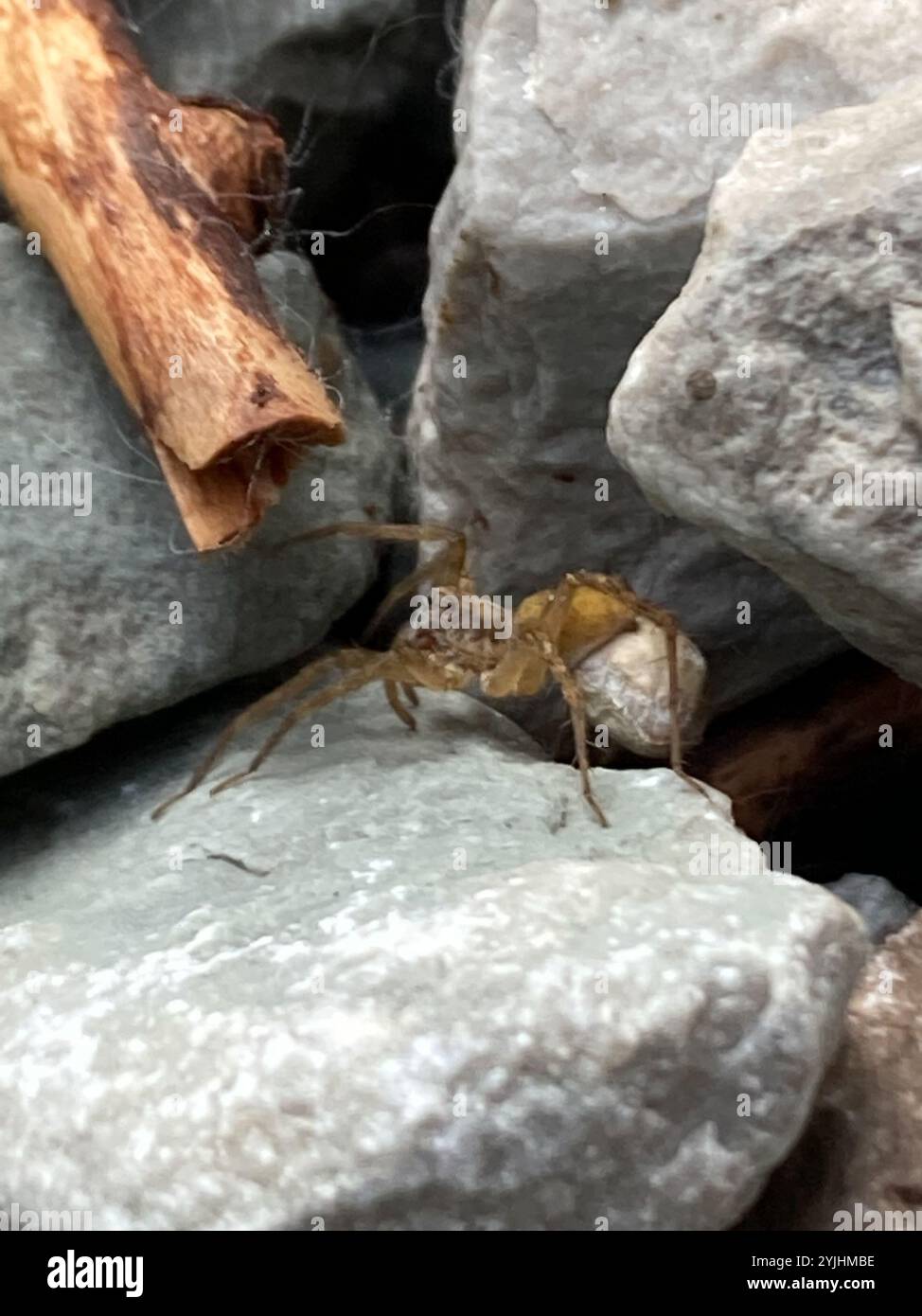 Thin-legged Wolf Spiders (Pardosa Stock Photo - Alamy