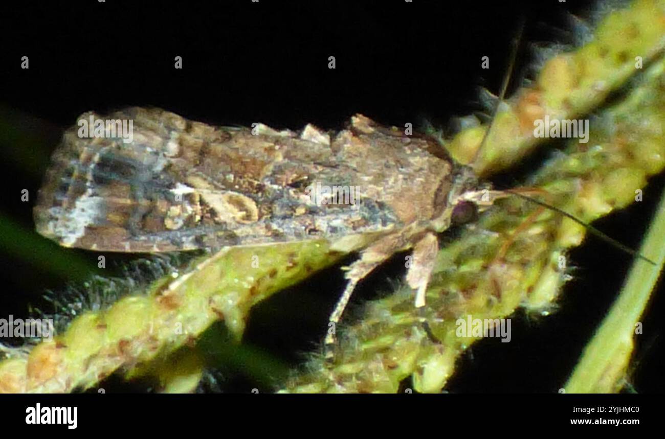 Fall Armyworm Moth (Spodoptera frugiperda Stock Photo - Alamy