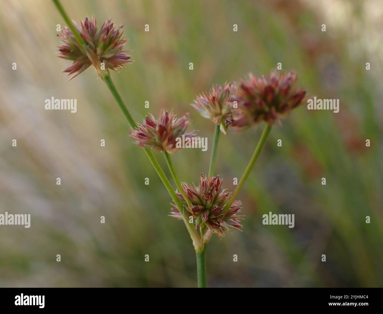 tapered rush (Juncus acuminatus Stock Photo - Alamy