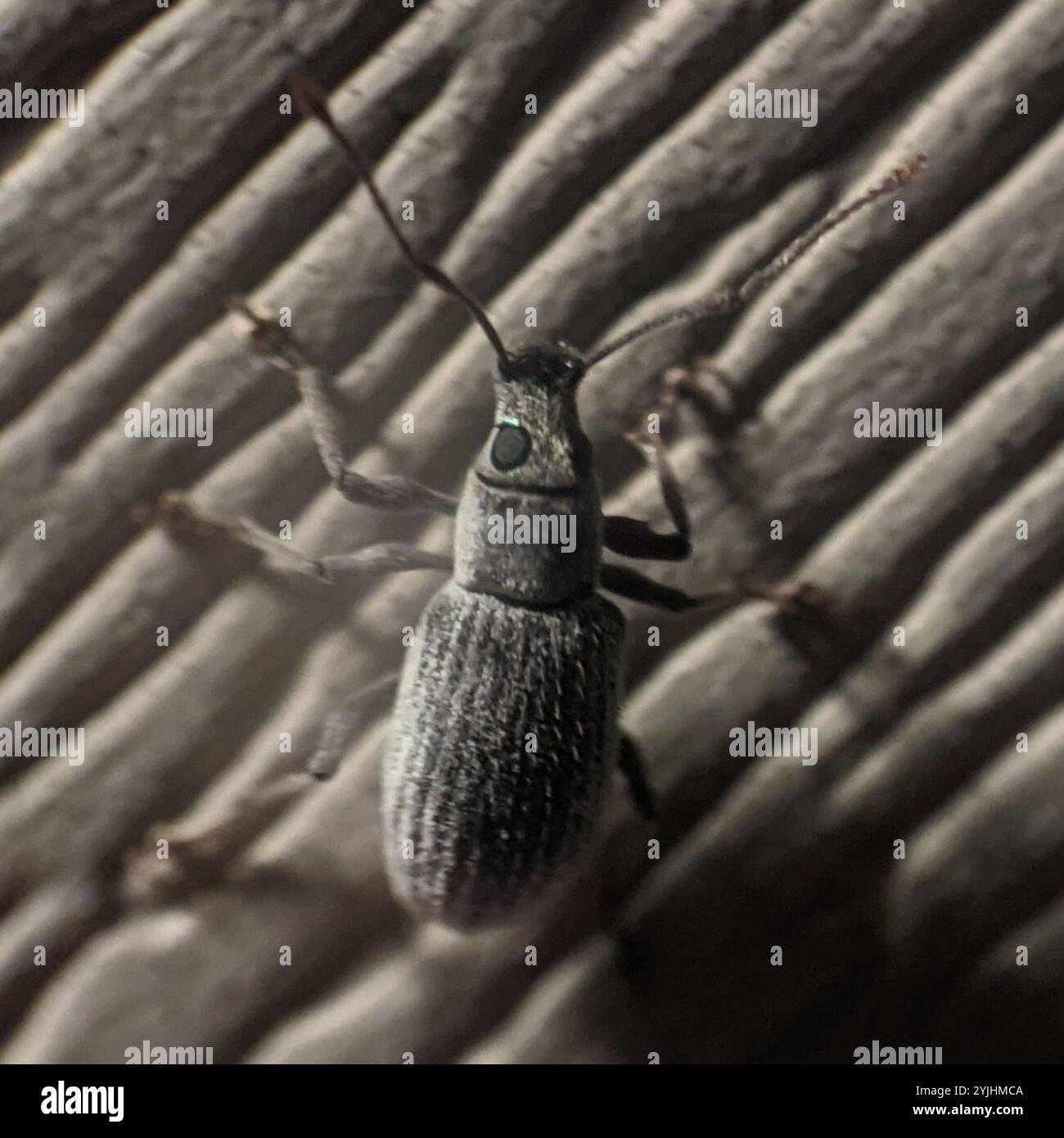 Asian oak weevil hi-res stock photography and images - Alamy