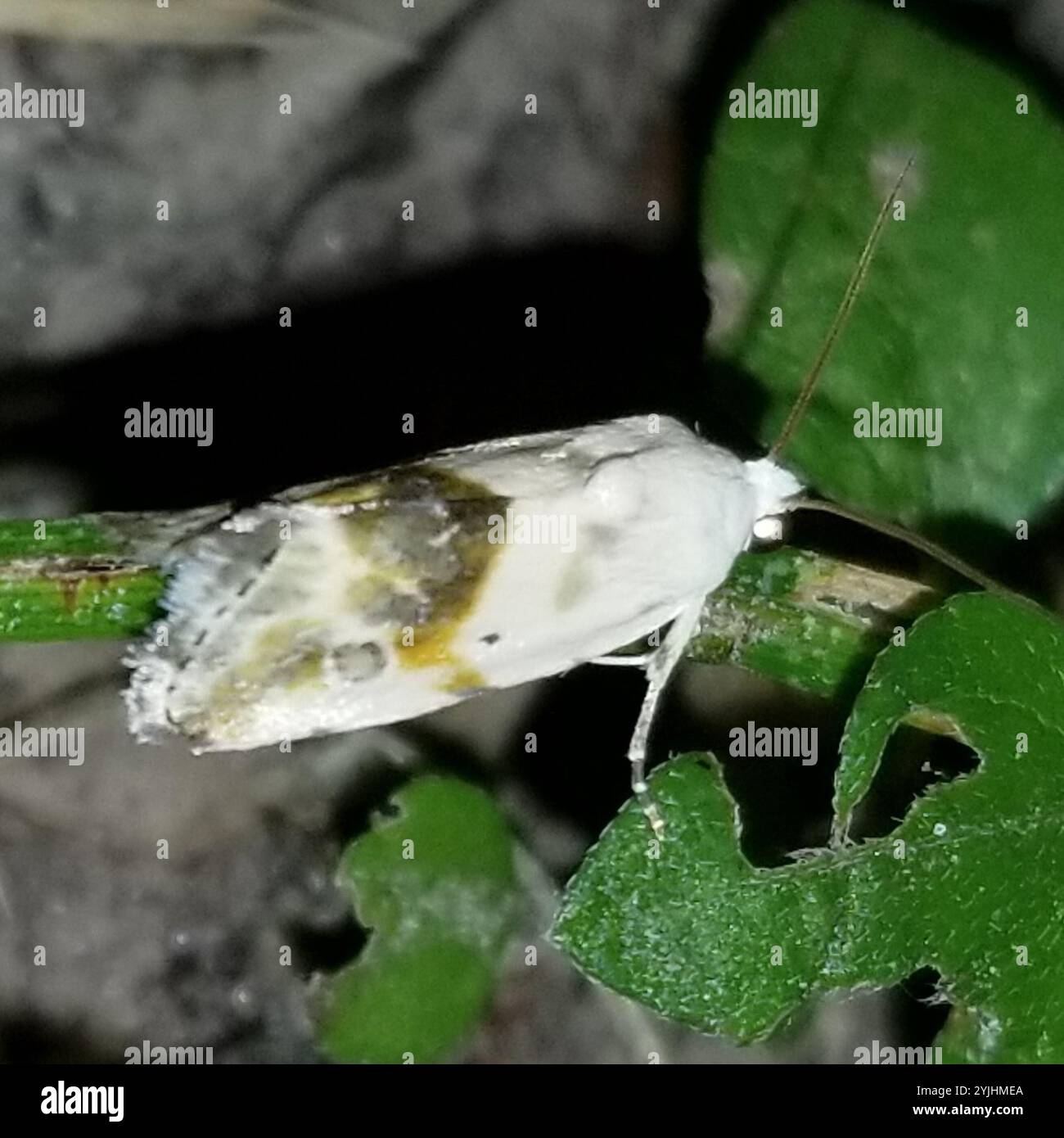 Olive-shaded Bird-dropping Moth (Ponometia candefacta Stock Photo - Alamy
