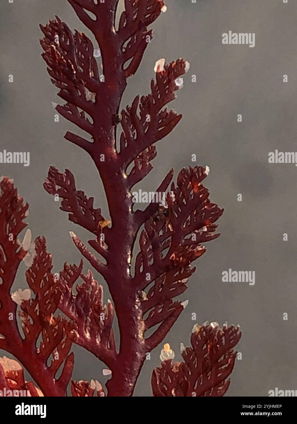 Sea Comb (Plocamium cartilagineum Stock Photo - Alamy