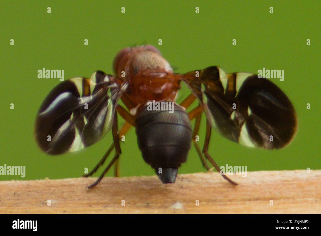 Common Picture-winged Fly (Delphinia picta Stock Photo - Alamy