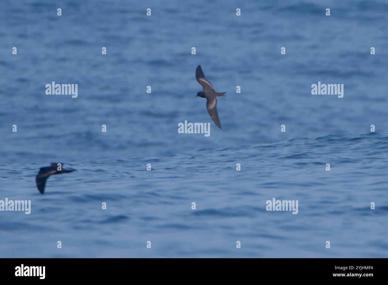 Black Storm-Petrel (Hydrobates melania Stock Photo - Alamy