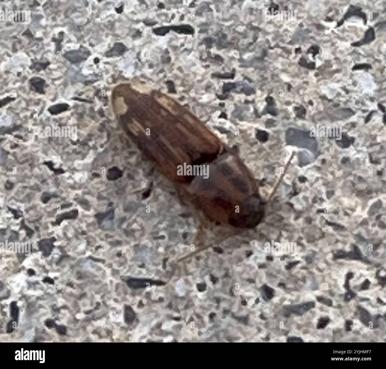 Monocrepidius hi-res stock photography and images - Alamy