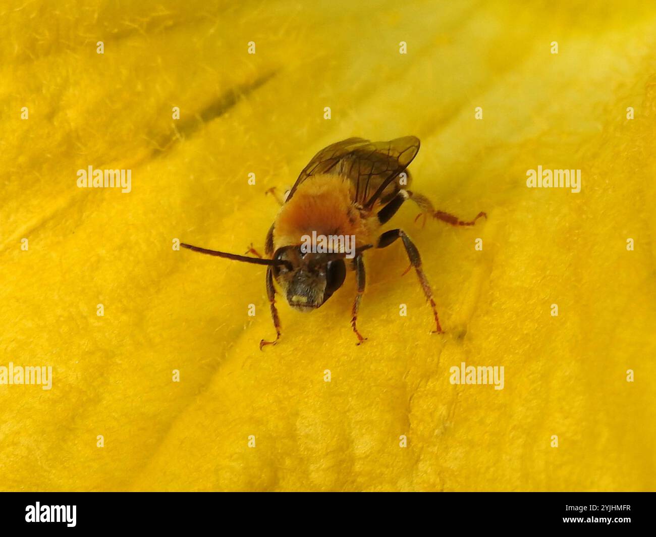 Pruinose Squash Bee (Peponapis pruinosa Stock Photo - Alamy