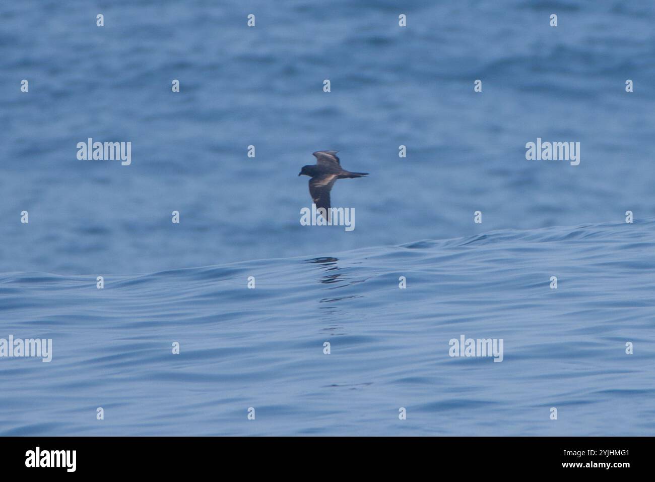 Black storm petrel hi-res stock photography and images - Alamy