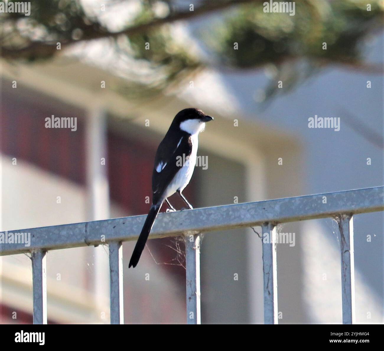 Cape Southern Fiscal (Lanius collaris collaris Stock Photo - Alamy