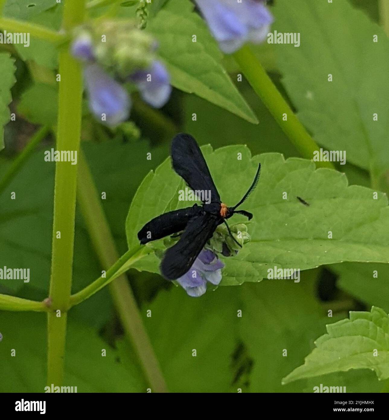Skeletonizer moth hi-res stock photography and images - Alamy