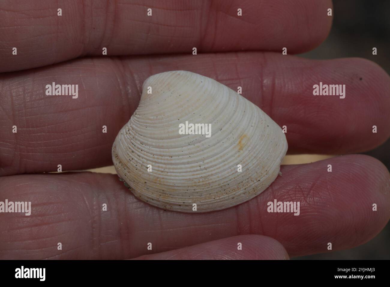 Venus striatula venus striatula hi-res stock photography and images - Alamy