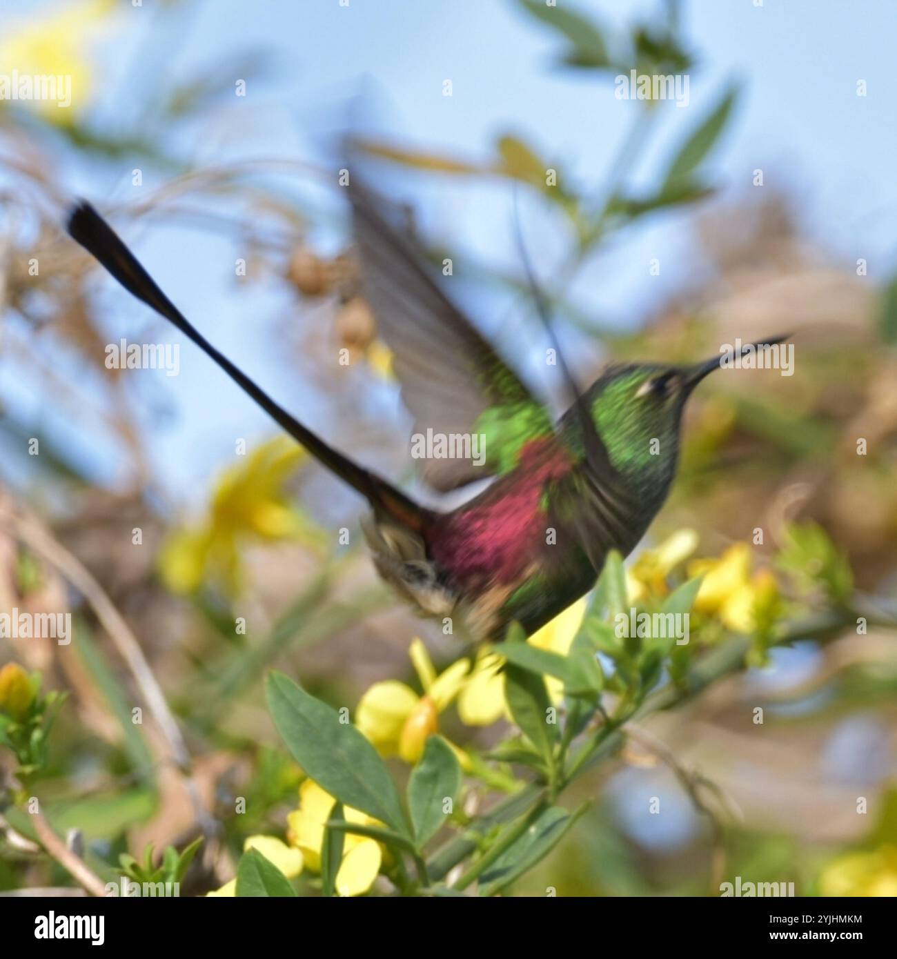 Red-tailed Comet (Sappho sparganurus Stock Photo - Alamy