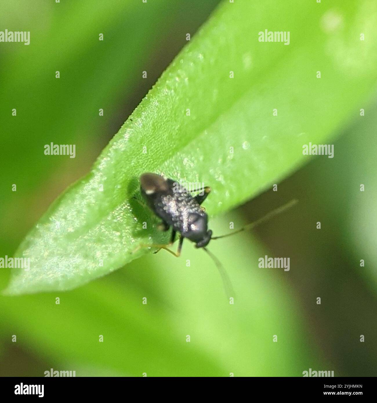 Garden Fleahopper (Microtechnites bractatus Stock Photo - Alamy