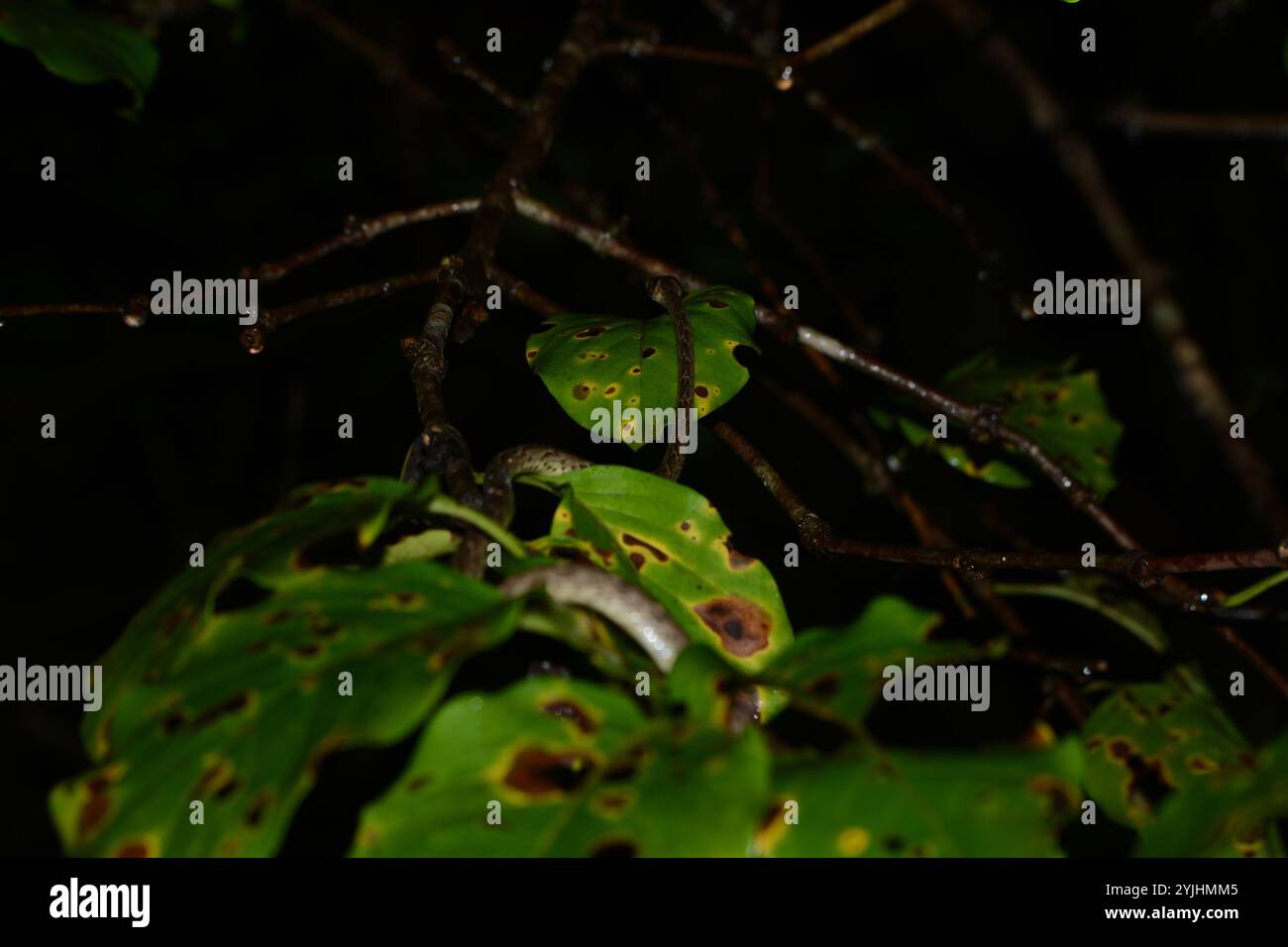 Common cat snake hi-res stock photography and images - Alamy